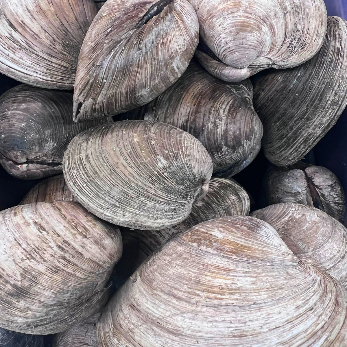 Live Cherry Stone Clams– Diana's Seafood