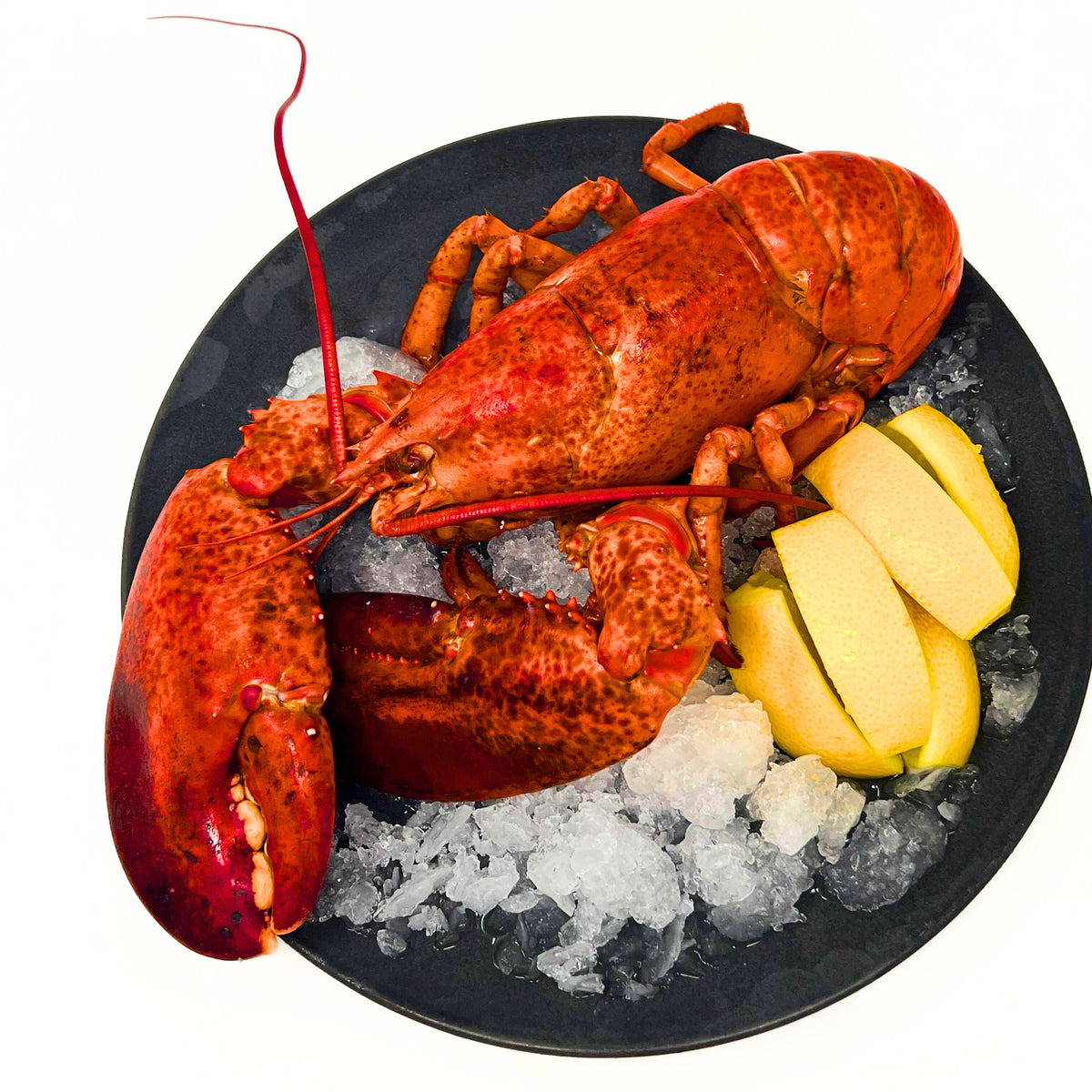 Two Claw Live Lobster 1.5LB– Diana's Seafood