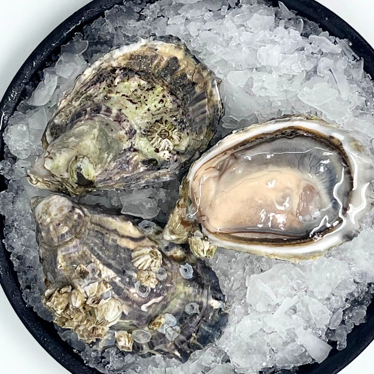 Fanny Bay Oysters (Small) – 60 or 12 Count– Diana's Seafood